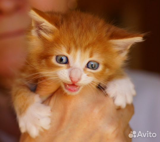 Рыжий котик ищет семью