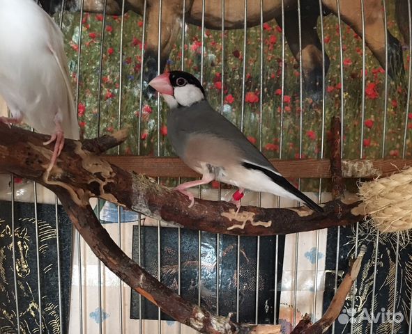 Рисовая Амадина (самка)