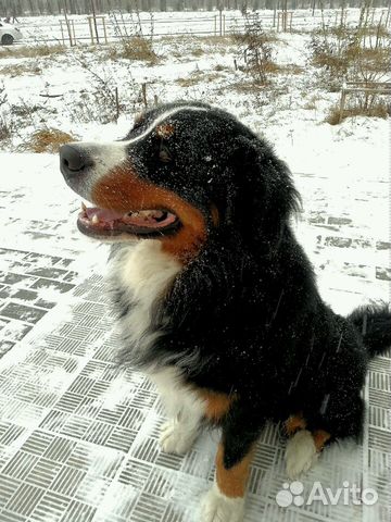 Бернский зенненхунд