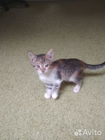 Счастье в ваш дом