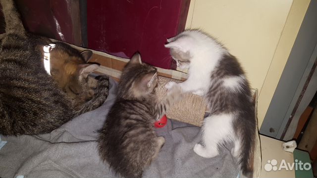 Отдаём чудесных котят в добрые руки