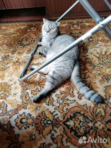 Кошка шотландская вислоухая помесь