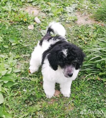 Щенки арлекинов