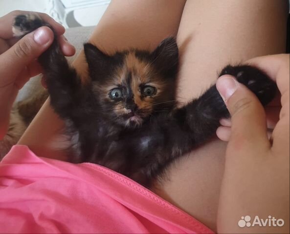 Котёнок в хорошие руки