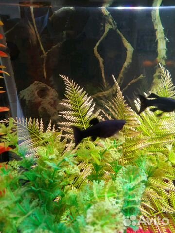 Рыбки маллинезии