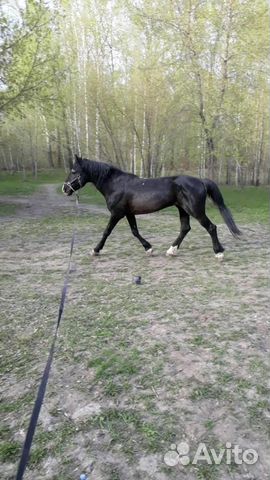 Рабочий конь. Продажа/обмен