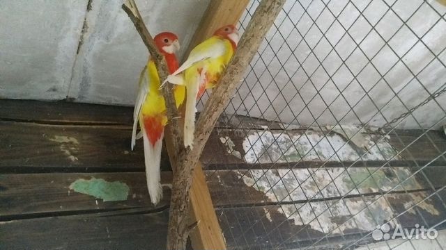 Розелла лютино