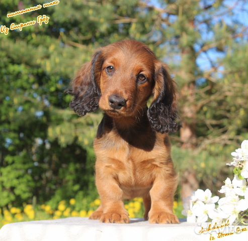 Длинношерстные солнечные мальчишки ждут владельцев