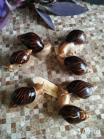 Улитки Ахатина Имммакулята