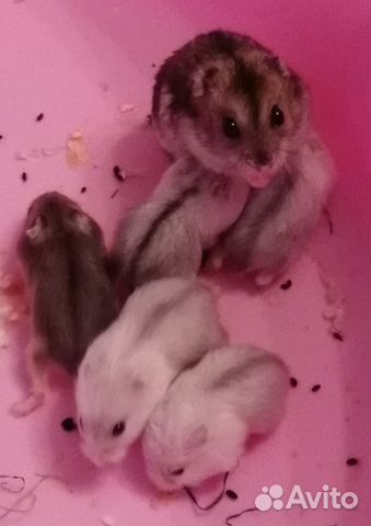 Хомяки (бесплатно)