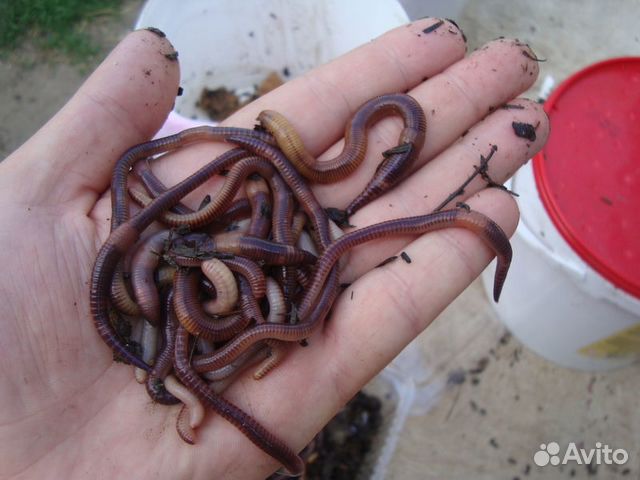 Дендробена Венета