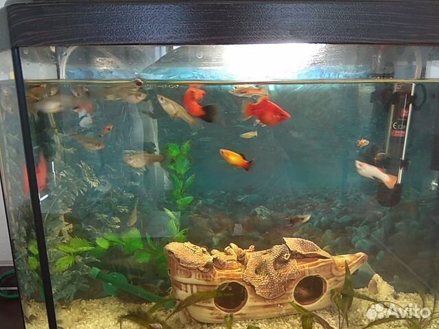 Рыбки(обмен)