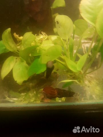 Улитка тиломелания