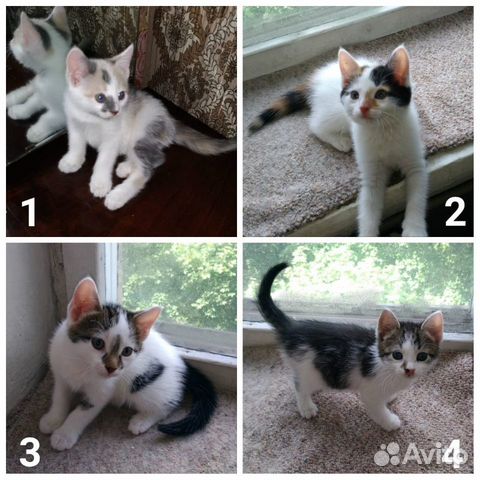 Котята