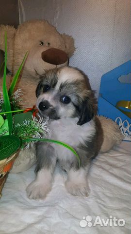 Китайская хохлатая