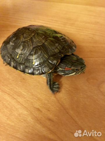 Отдам красноушек в добрые руки