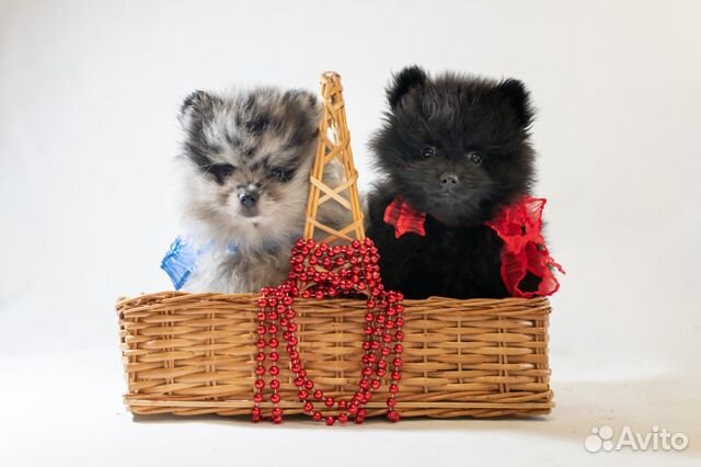 Мраморный мишка (с родословной)