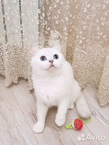 Шишшилла поинт кошка