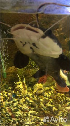 Краснохвостый сом фрактоцефалус