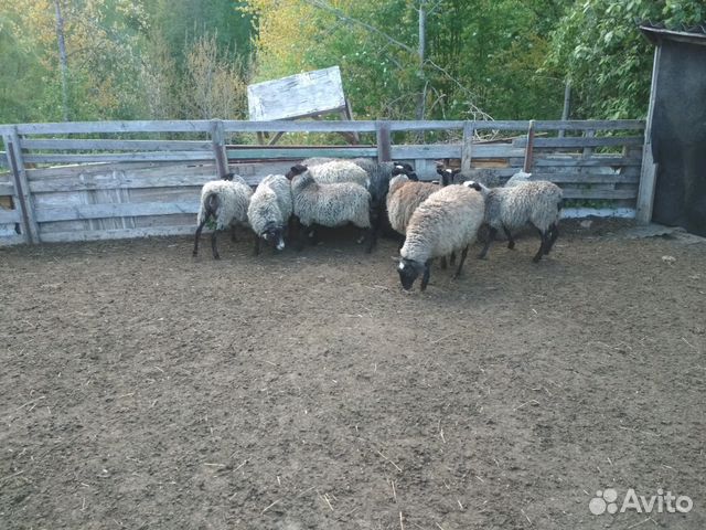 Овцы романовские на племя