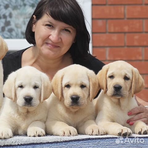 Щенки лабрадора в питомнике керол рут