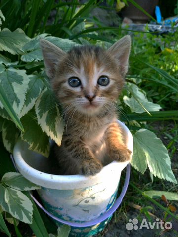 Пасхальные котята