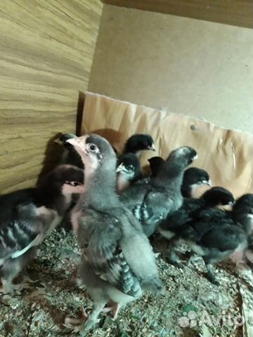 Инк.яйцо,утята, цыплята