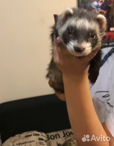 Отдам хорьков в добрые руки