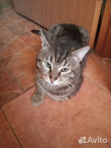 Барсик ищет семью