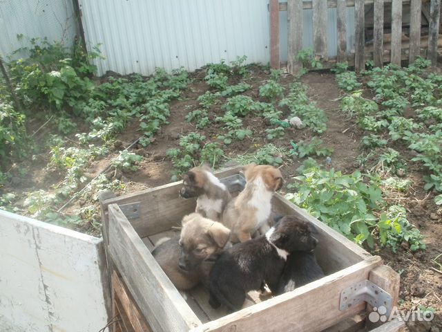 Щенки помесные в дар
