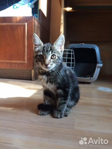 Ищем добрые ручки для потрясающего мальчишки