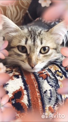 Сибирский котёнок в добрые руки (девочка)