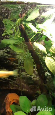 Анубиас. Обмен