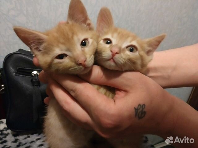 Котята-рыжики близняшки