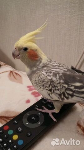 Пропал попугай