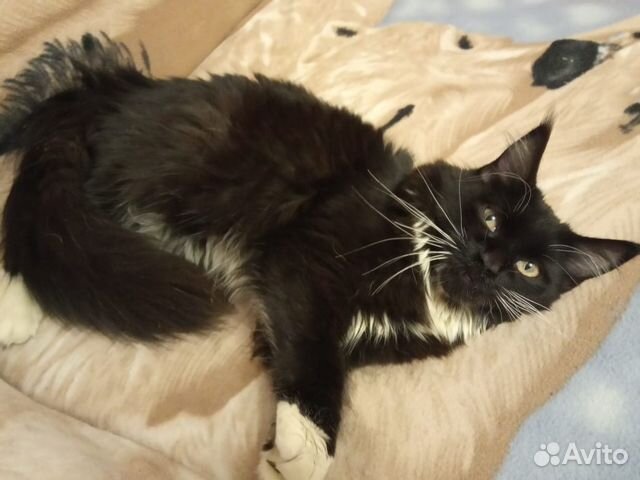 Мейн-кун - ласковая кошечка в дар -2 года