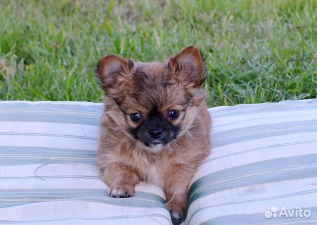 Яркие рыжики из питомника