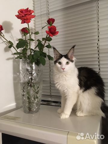Питомник предлагает кошечку