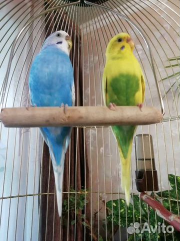 Продам попугаев