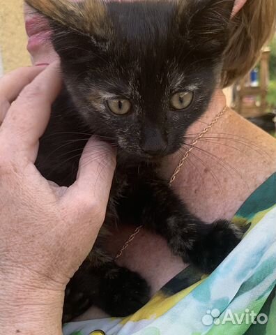 Котёнок девочка