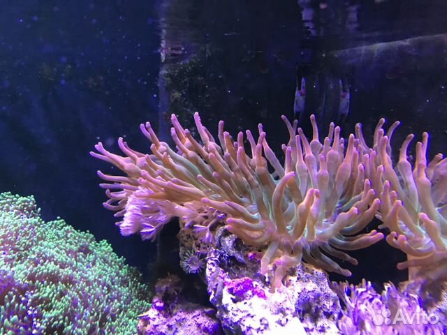 Актиния пузырьковая