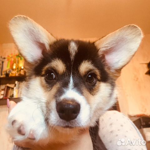 Вельш корги пемброк