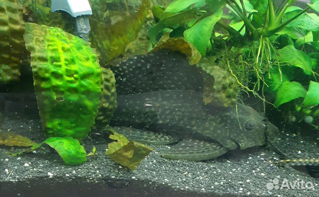 Сом парчевый птеригоплихт