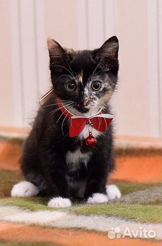 Котёнок Черри 2,5 месяца в добрые руки