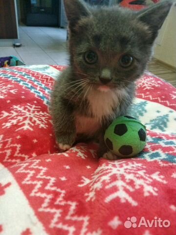 Котятки