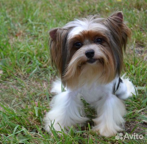 Очаровательный мальчик бивер