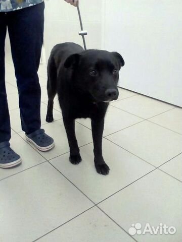 Метис лабрадора в добрые руки