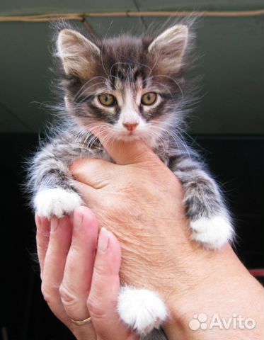 Маленькие очаровашки