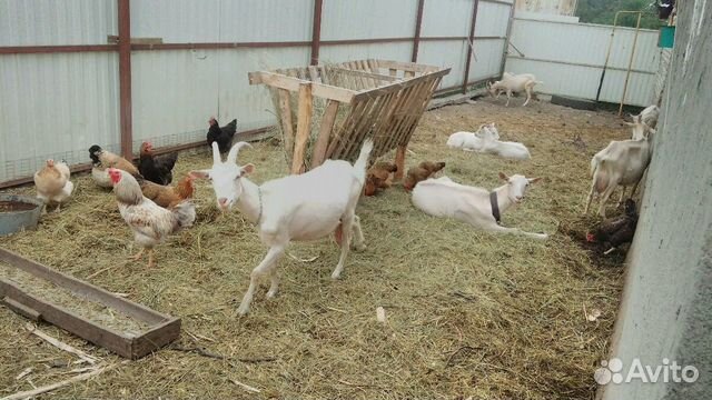 Козы дойные,и молодняк