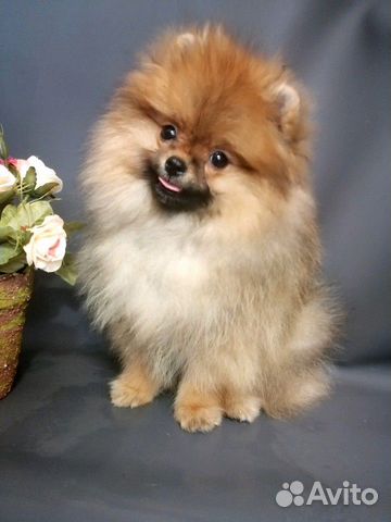 Шпиц девочка